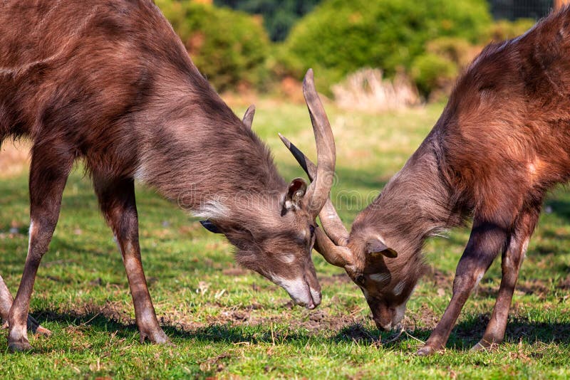 African Grass Starts Te Stock Photos - Free & Royalty-Free Stock Photos ...