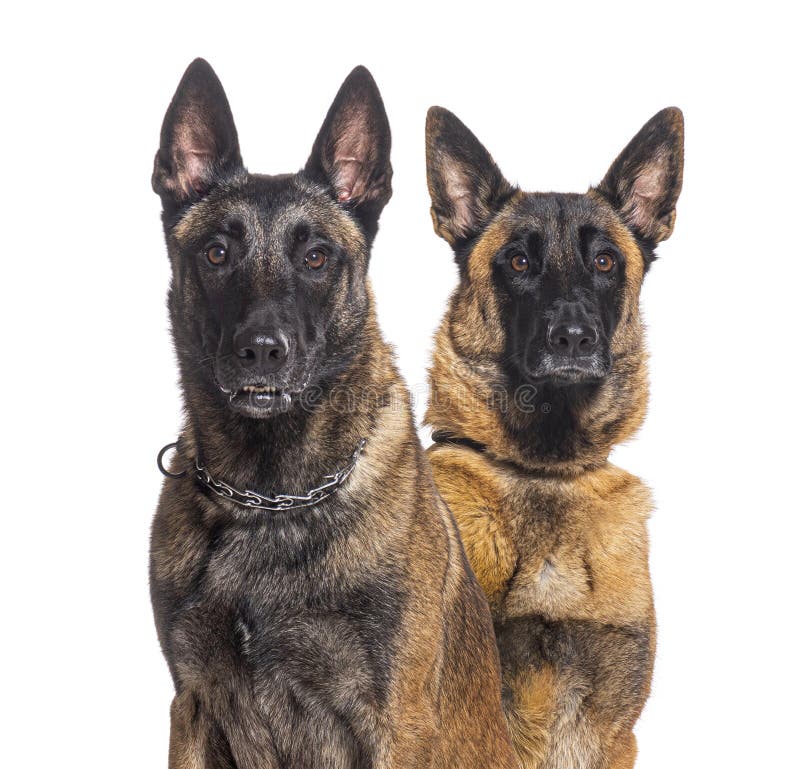 Two Malinois Dogs Together, Looking at the Camera Stock Image - Image ...
