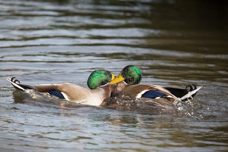 Two Mallard Ducks Fighting, Unedited Image. Stock Image - Image of ...