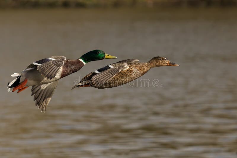 Two Mallard Ducks Flying Above the Water Stock Image - Image of fauna ...