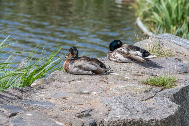 Two Mallard Ducks Resting on a Stone Wall by the Water.. Stock Image ...