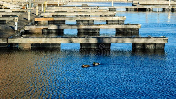 Two Mallard Ducks and a Rows of Empty Boat Slips in a Harbor Stock ...