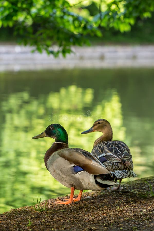 Two Ducks stock photo. Image of couple, male, looking - 182707970