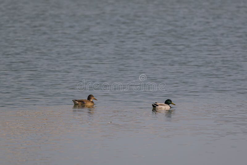 Two Mallard Ducks Swimming Peacefully on the Calm Surface of a Lake ...