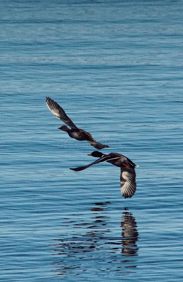 Two Mallards Duck Flying Over Water Stock Photo - Image of wildlife ...