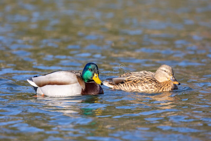 Two Mallards Peacefully Swim in the Lake Stock Image - Image of habitat ...