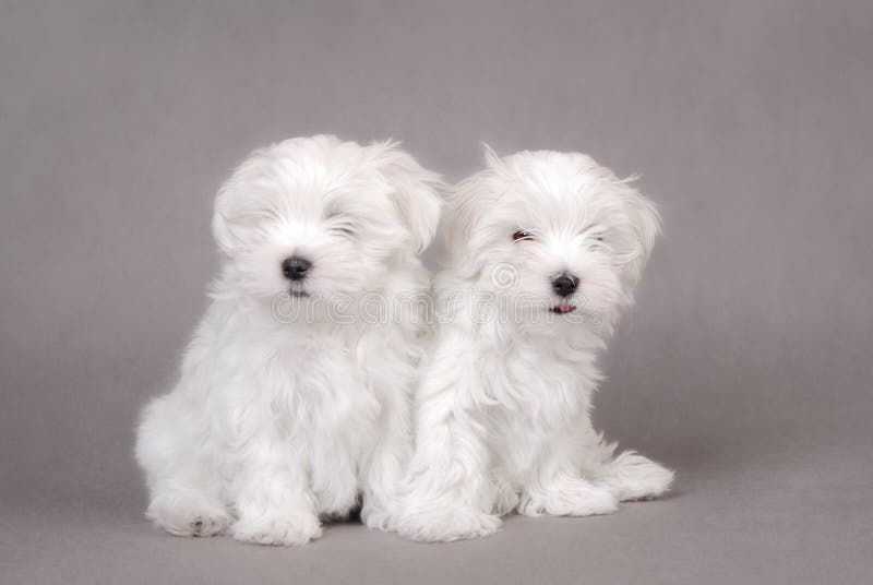 Two Maltese dog puppies stock image. Image of pets, canine - 3981315