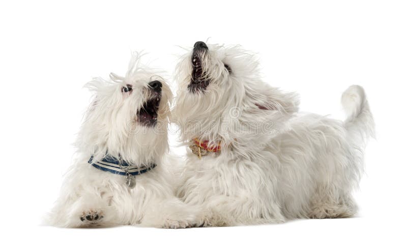 Two dogs shouting stock image. Image of barking, open - 39255545
