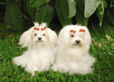 Two Maltese dogs stock image. Image of malteser, brown - 3763533