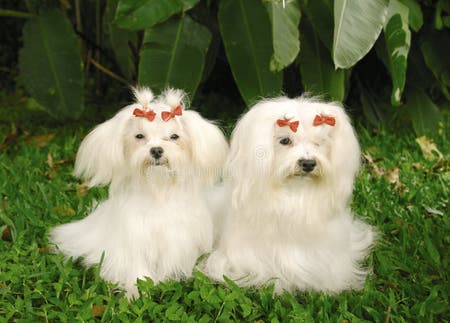 Two Maltese dogs stock image. Image of malteser, brown - 3763533