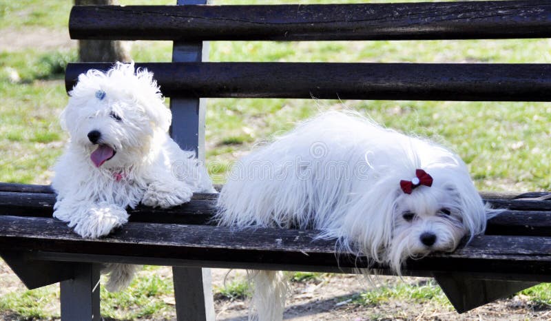 Two Maltese Dogs Posing on a Park Bench Stock Photo - Image of looking ...