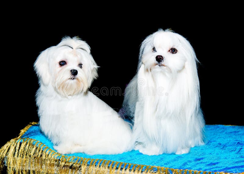 Two Maltese lions. stock photo. Image of beautiful, pampered - 78759386