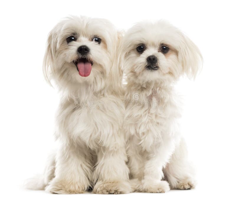 Two malteses stock image. Image of purebred, vertebrate - 49912579