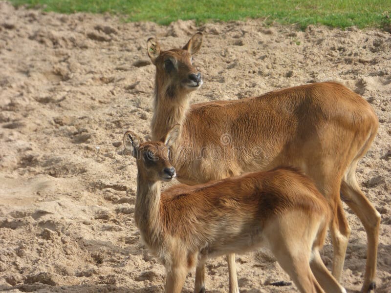 Two Mammals stock photo. Image of daughter, mammals, watching - 73955994