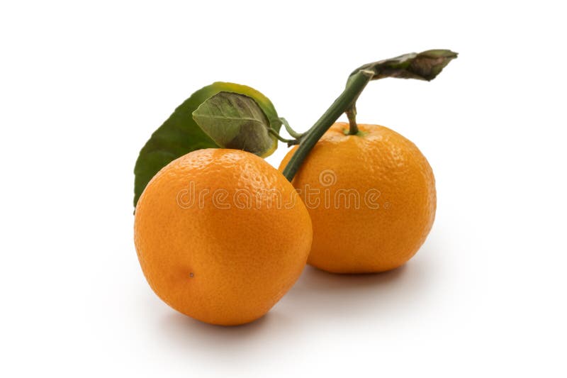 Two Mandarin Citrus with Leaves Isolated on White Stock Photo - Image ...