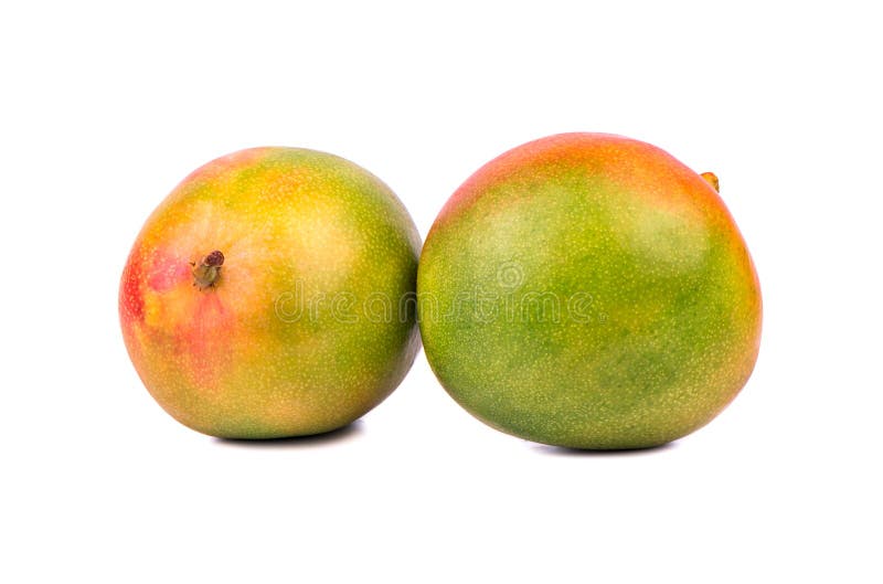 Two mango fruit stock photo. Image of mango, isolated - 65969610