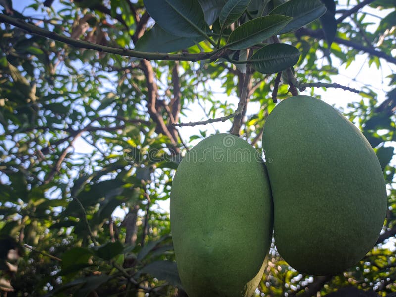 Two Mango in the Morning of this Summer. in Indramayu Indonesia. Stock ...