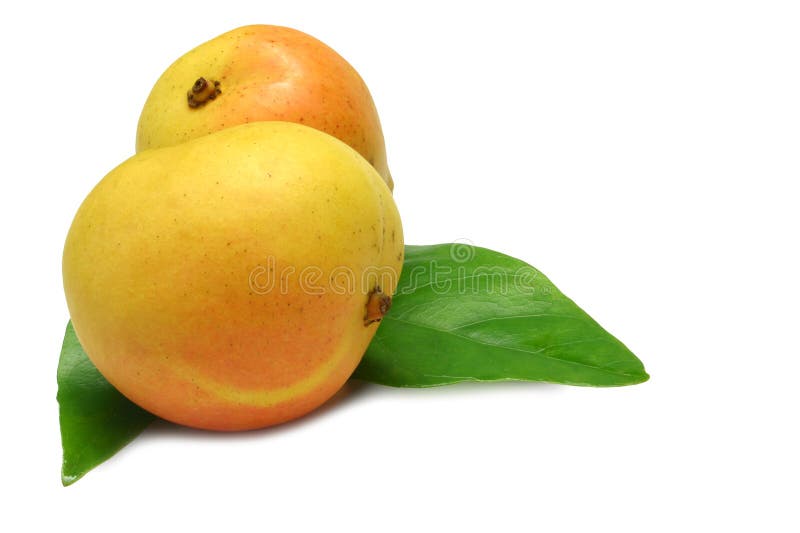 Two Mangoes stock photo. Image of summer, isolated, leaves - 1594872