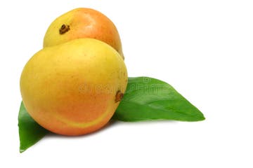 Two Mangoes stock photo. Image of summer, isolated, leaves - 1594872
