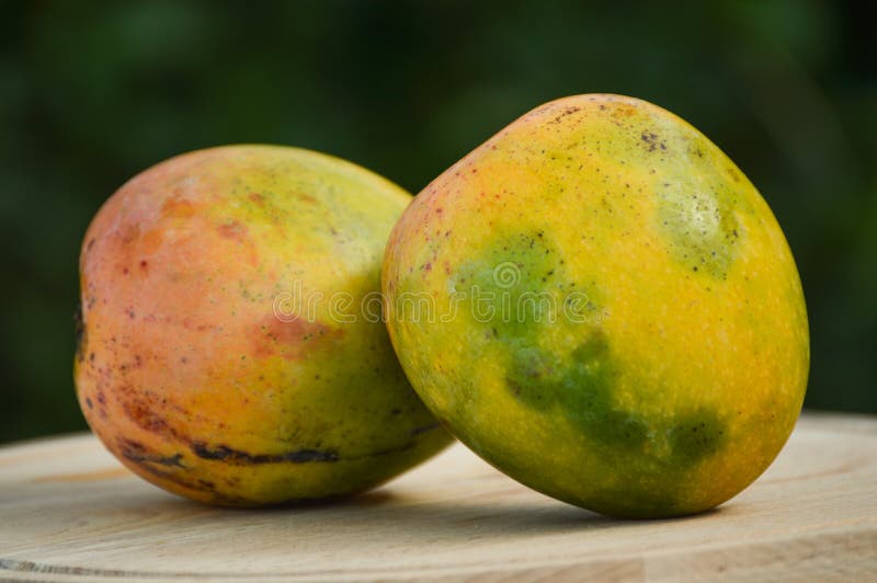 Two mangoes fruits stock photo. Image of stone, food, tropic - 3421120
