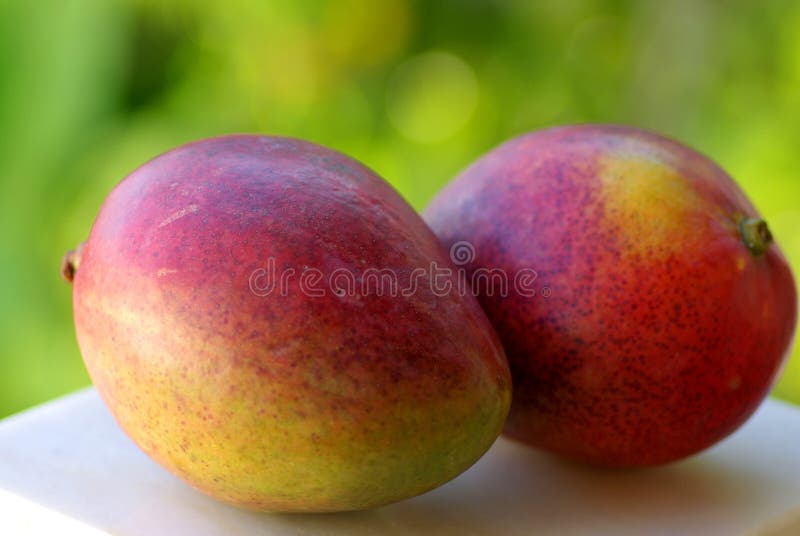 Two mangoes fruits stock photo. Image of stone, food, tropic - 3421120