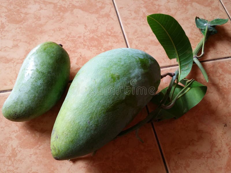 Two mangoes stock photo. Image of object, background - 41012040