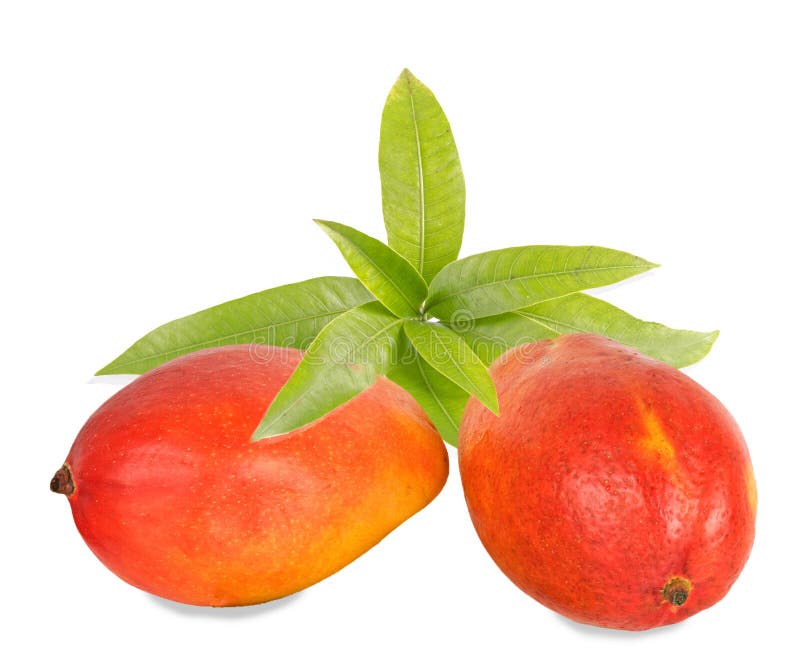 Two Mangoes On White Background Stock Image - Image of exotic, green ...