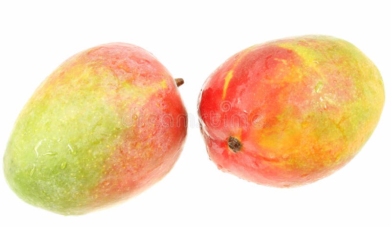 Mangos stock photo. Image of nature, gardens, garden, fields - 317872