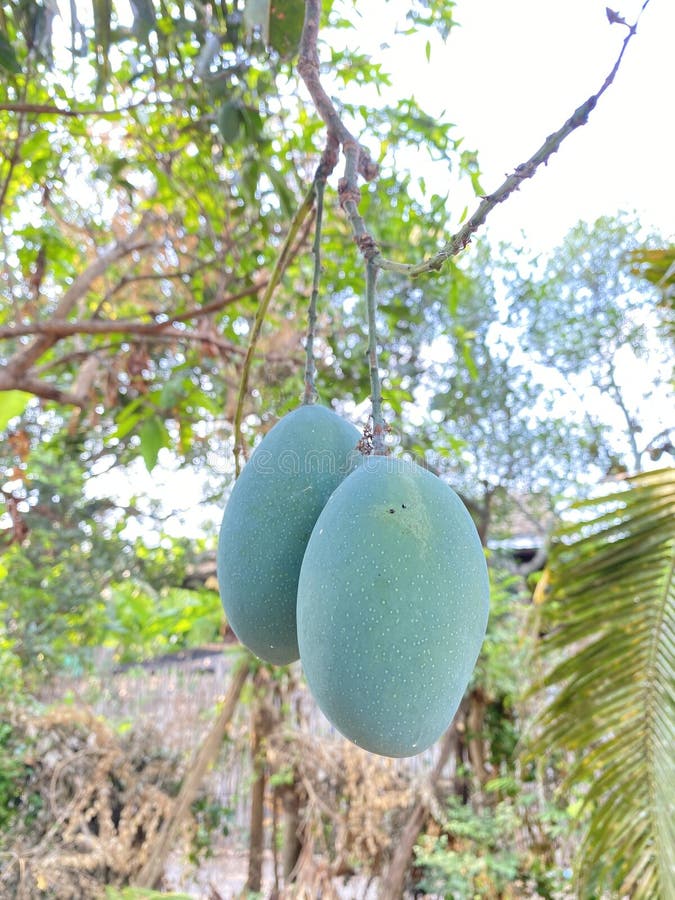 Two mangos in the garden. stock photo. Image of garden - 276698160
