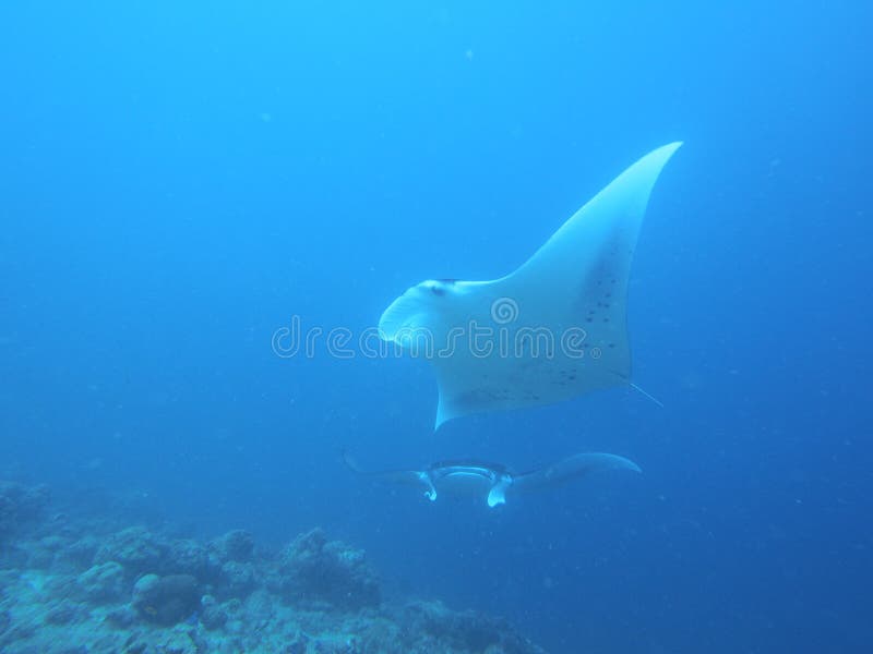 277 Flying Manta Rays Stock Photos - Free & Royalty-Free Stock Photos ...