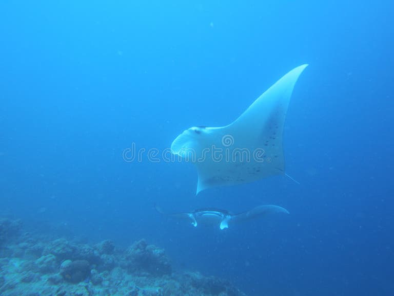 Two Manta Rays Flying Like Birds Stock Image - Image of atoll, life ...