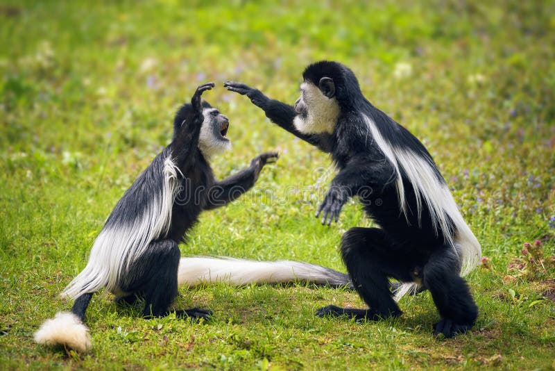 Monkeys fighting stock image. Image of fight, defending - 12841637