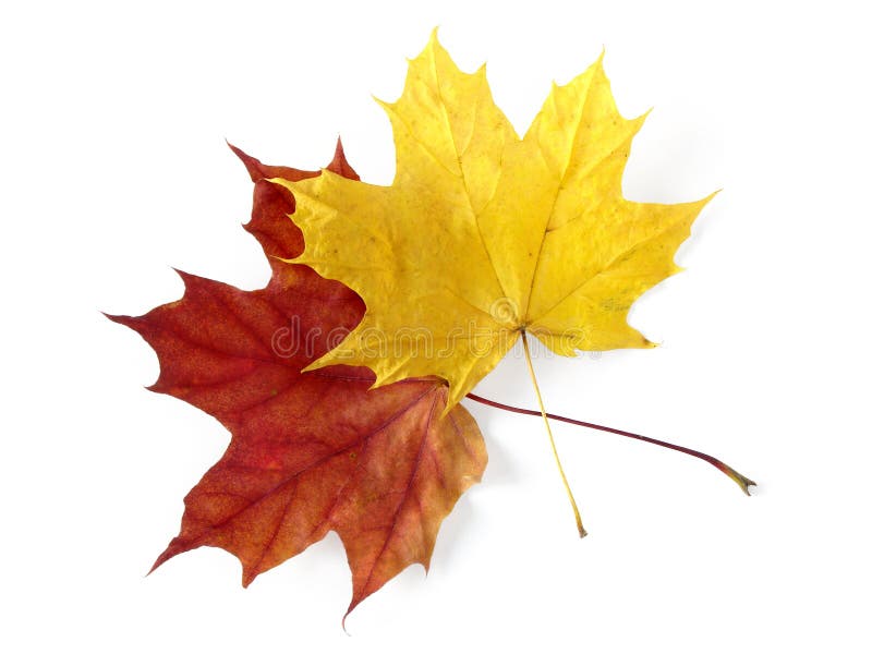 Two maple leaves stock photo. Image of life, flora, leaves - 11241106