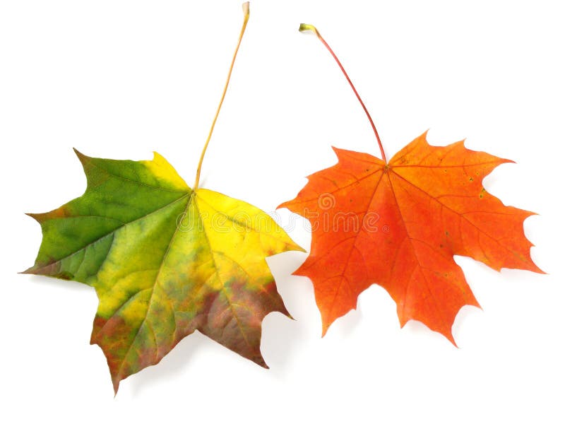 Two maple leaves stock image. Image of awesome, autumnal - 11320657