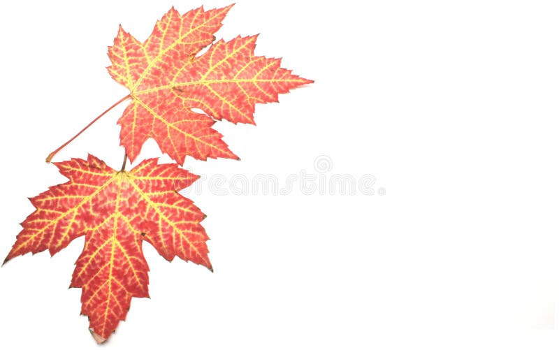 Two Maple Leaves stock image. Image of dried, nature - 11519255