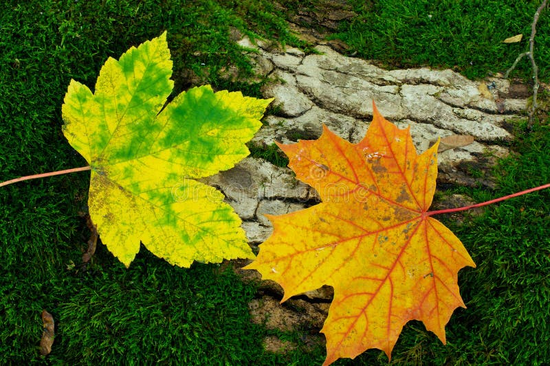 Two maple leaves stock image. Image of park, outdoor - 12249049
