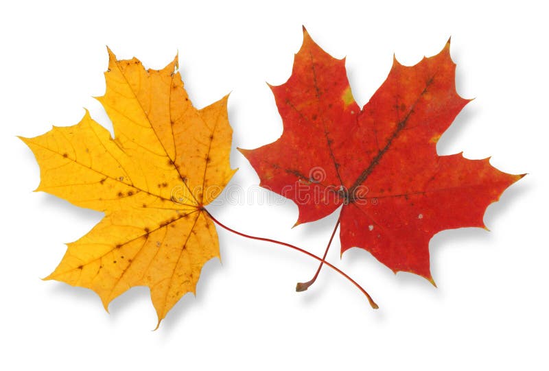 Two maple leaves stock image. Image of objects, canada - 2645349