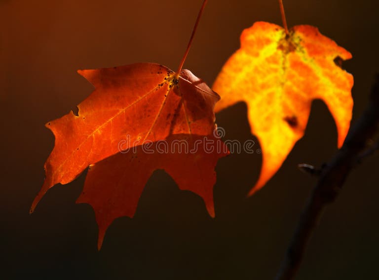 Two maple leaves stock photo. Image of nature, light, foliage - 265304