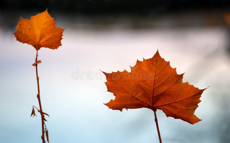 Two Maple Leaves stock photo. Image of isolated, soft - 47775472