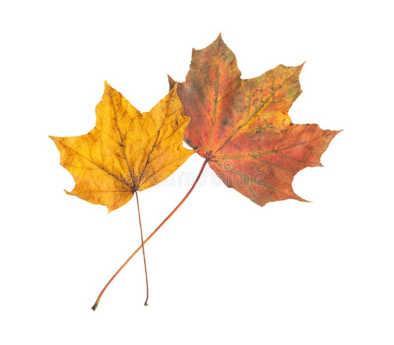 Two Maple Leaves Isolated on White Background Stock Image - Image of ...
