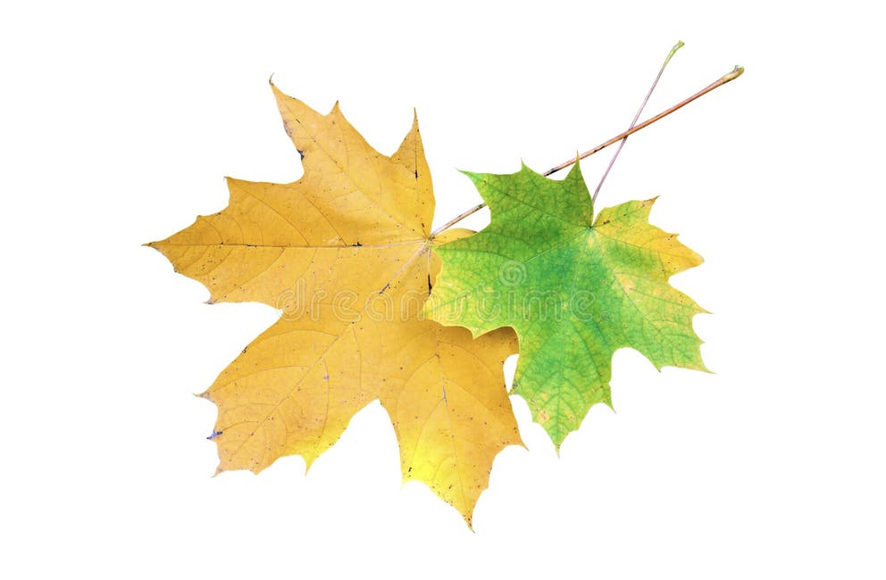 Two Maple Leaves on White Background Stock Photo - Image of green ...