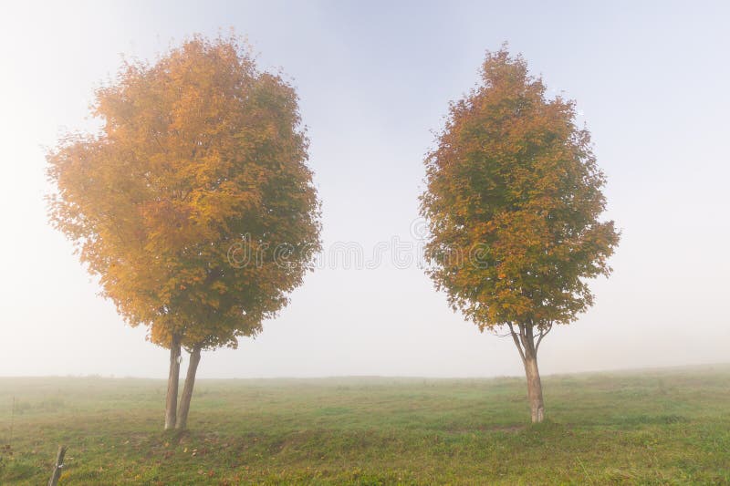 Two Maple Trees on a Foggy Autumn Morning Stock Image - Image of early ...
