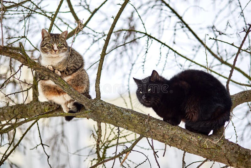 Two of the March cat stock photo. Image of romantic - 130712188