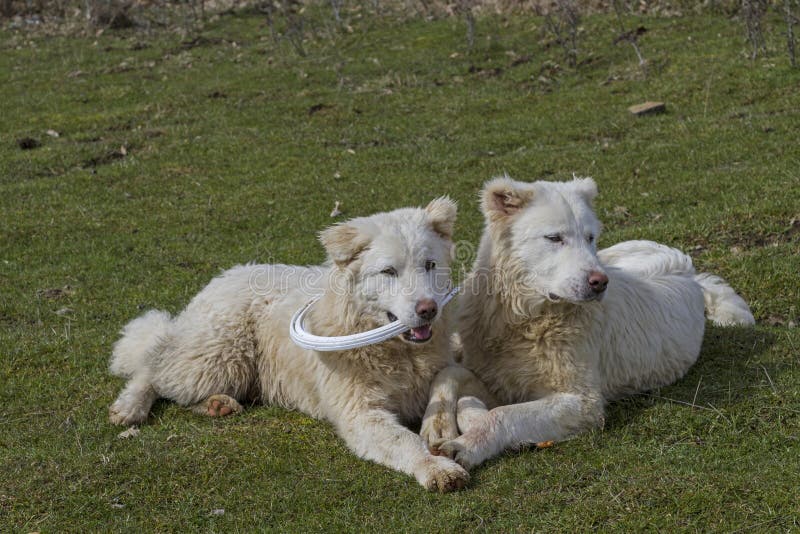 Two Maremma Sheepdogs stock photo. Image of abruzzese - 30889788