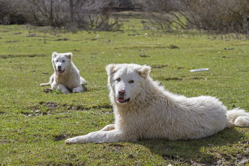 Two Maremma Sheepdogs stock image. Image of games, maremma - 30965887