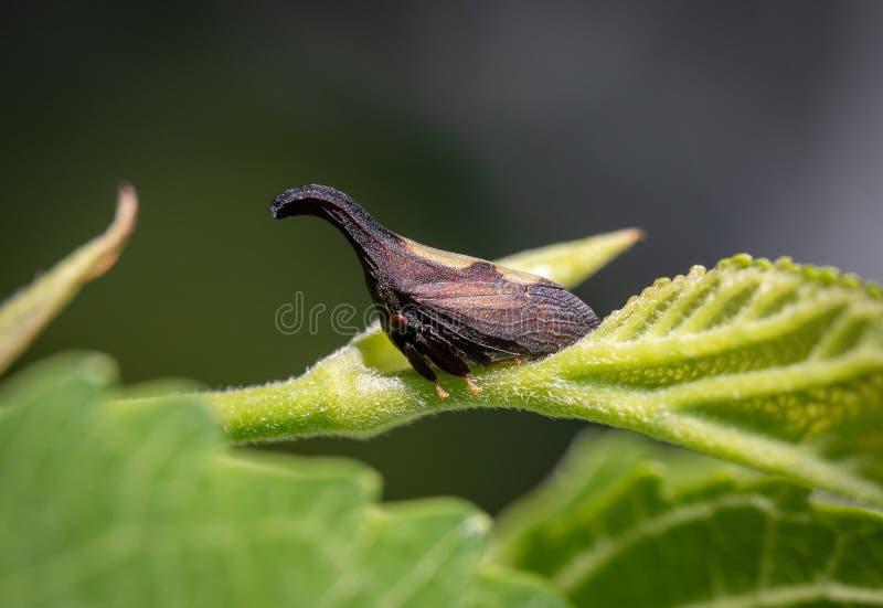 Two Marked Tree Hopper stock photo. Image of hopper - 305834830