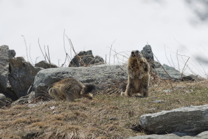 Two Marmot while fighting stock photo. Image of head - 44414730