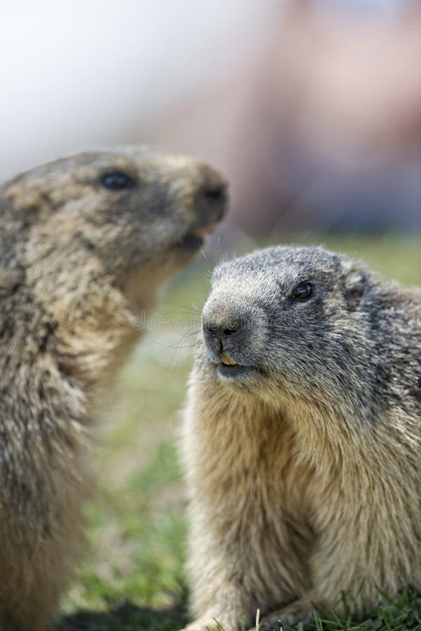 Two Marmot while fighting stock photo. Image of hand - 47764332