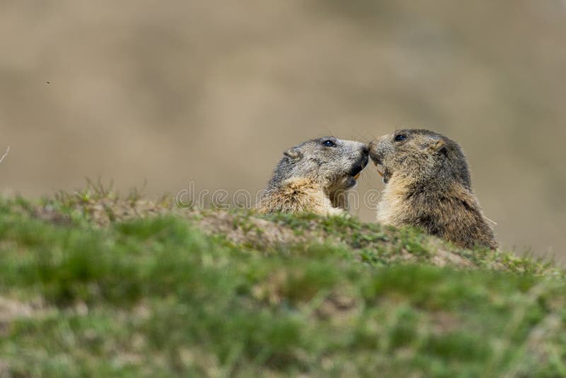 Two Marmot while fighting stock photo. Image of hand - 47764332