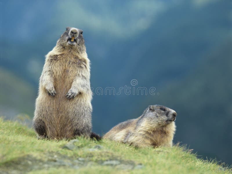 Two Marmots stock photo. Image of mammal, grass, standing - 30845520